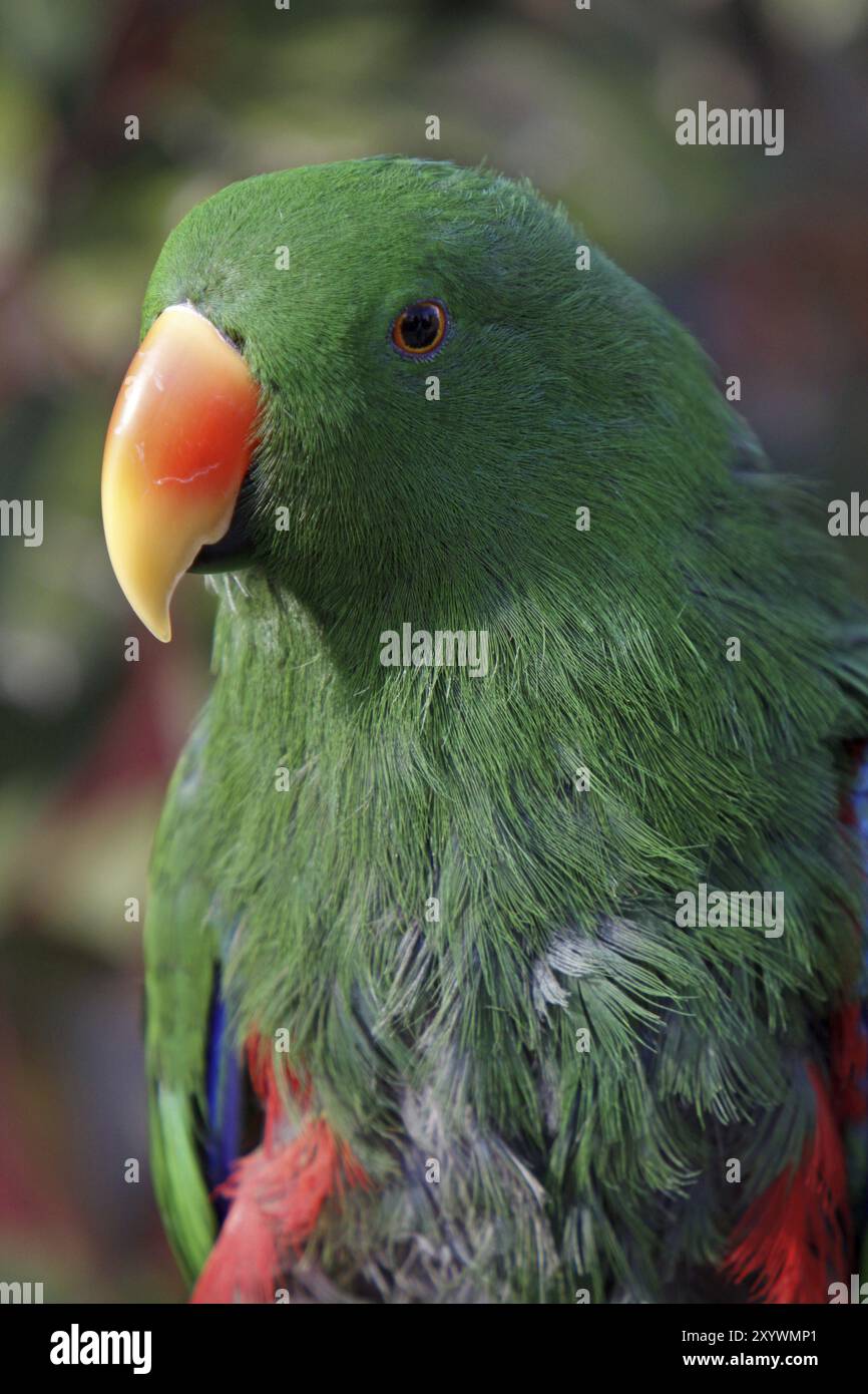 Noble pets hi-res stock photography and images - Alamy
