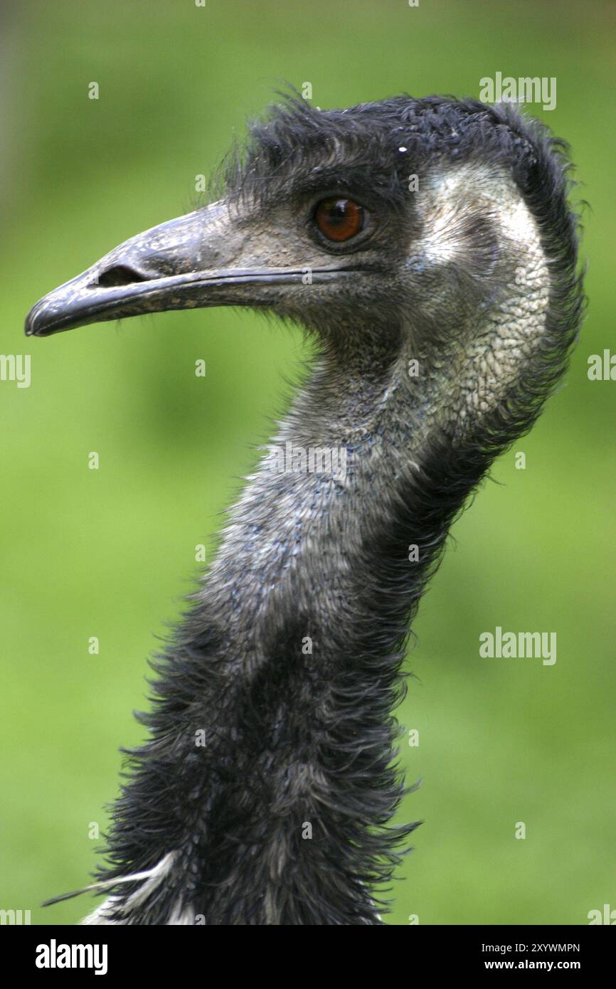 Large emu, portrait Stock Photo - Alamy
