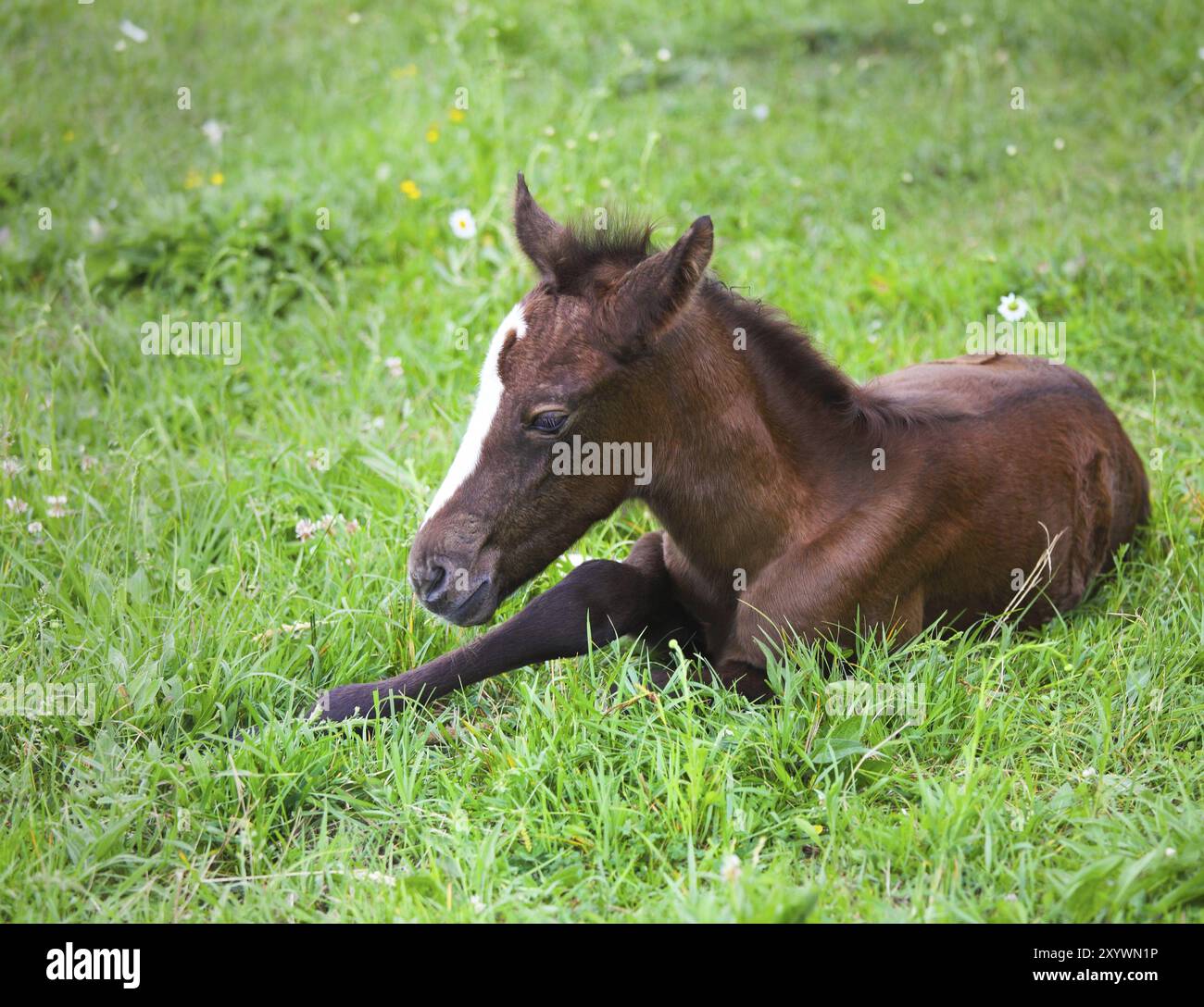 Newborn baby horse on the green grass. Springtime Stock Photo - Alamy
