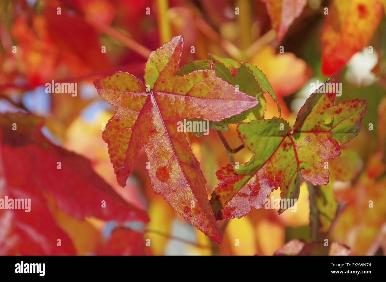 Amber tree, Eucalyptus 05 Stock Photo - Alamy