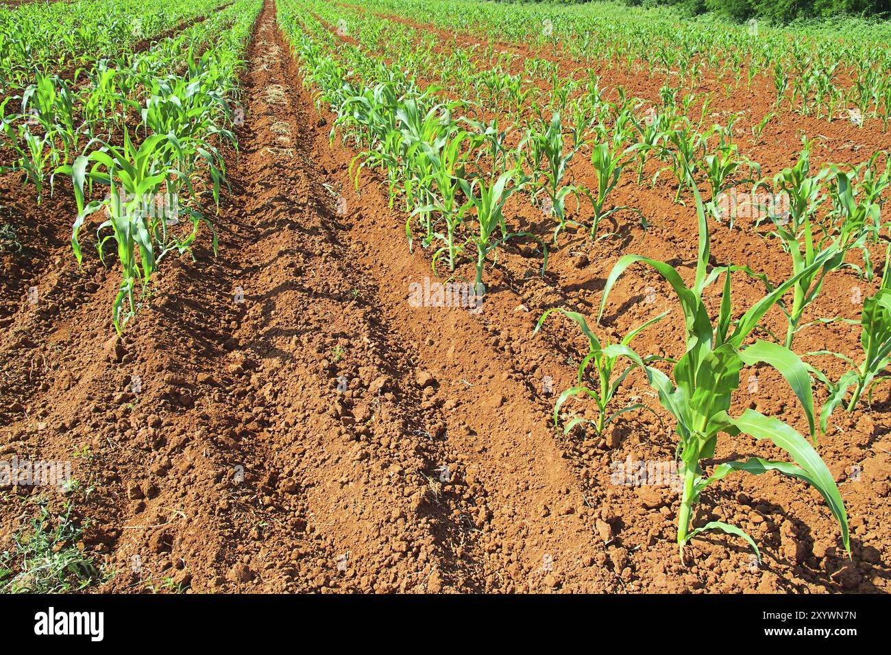 Maize field, maize field 05 Stock Photo - Alamy