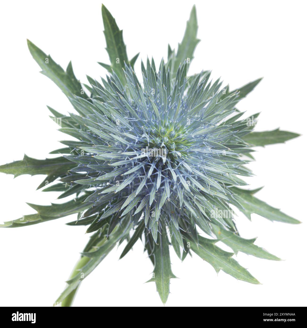 Florist thistle Cut Out Stock Images & Pictures - Alamy