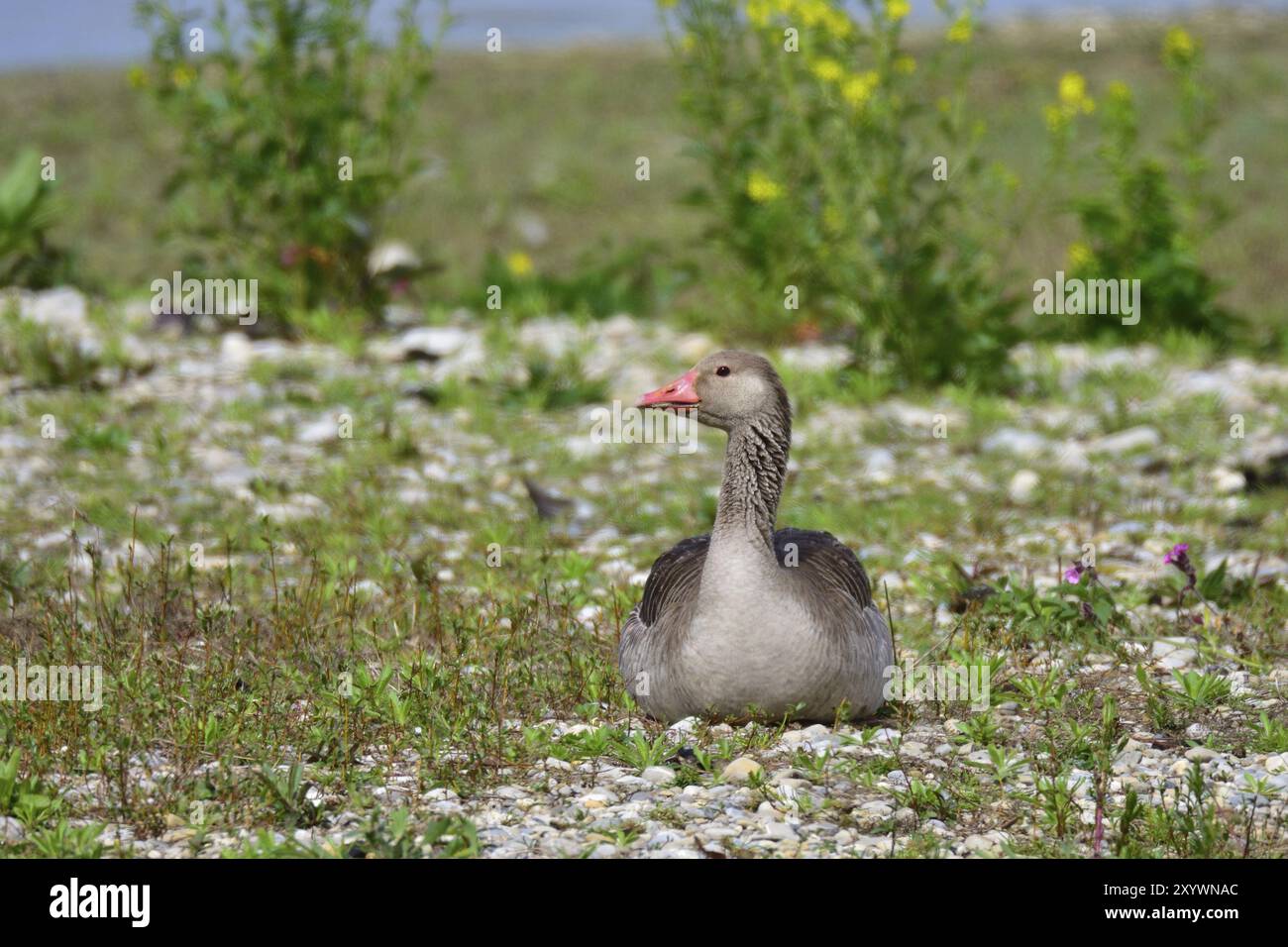 Geese as guards hi-res stock photography and images - Alamy