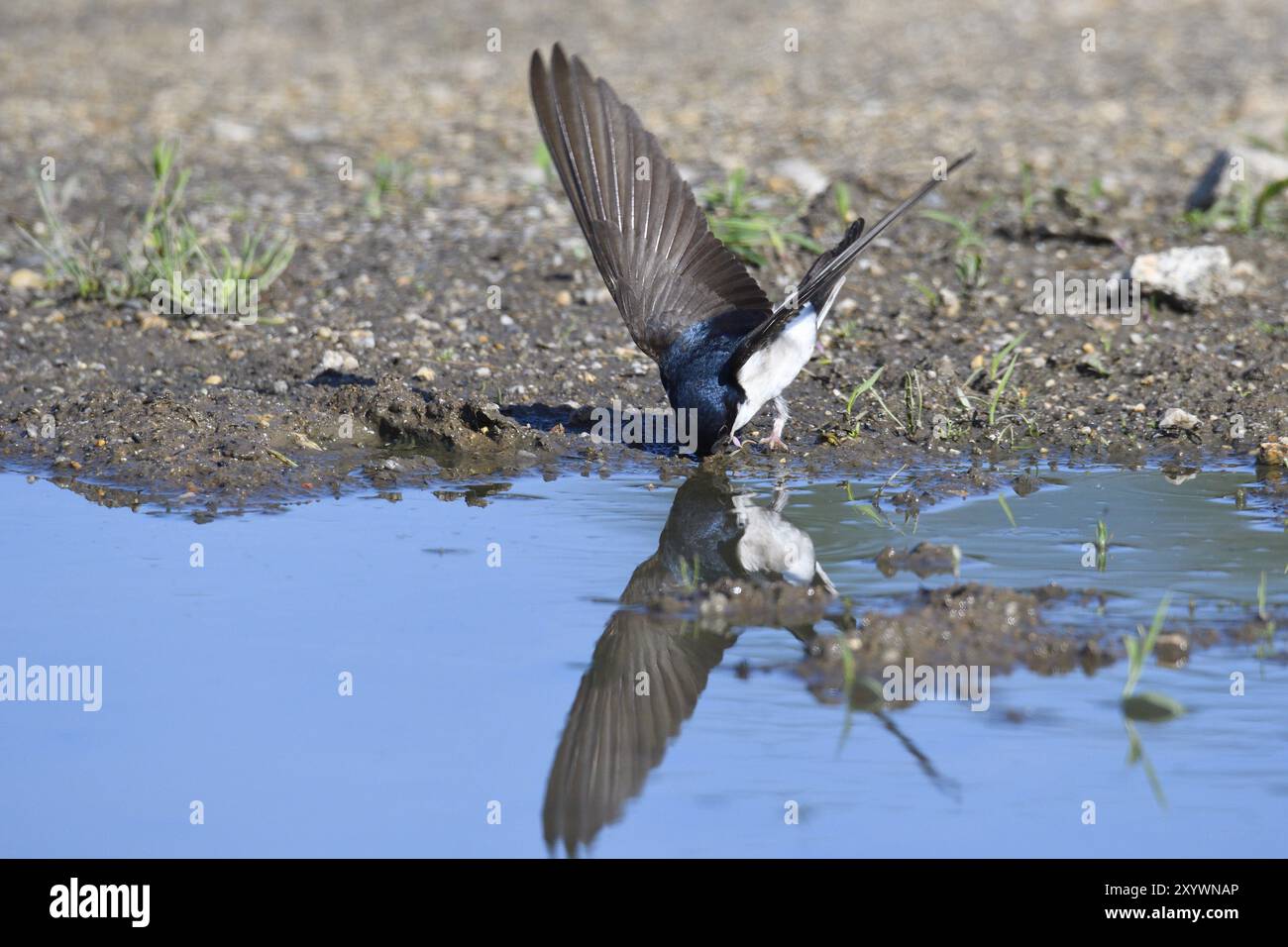 Common House Martin with nesting material. House Martin with nesting ...