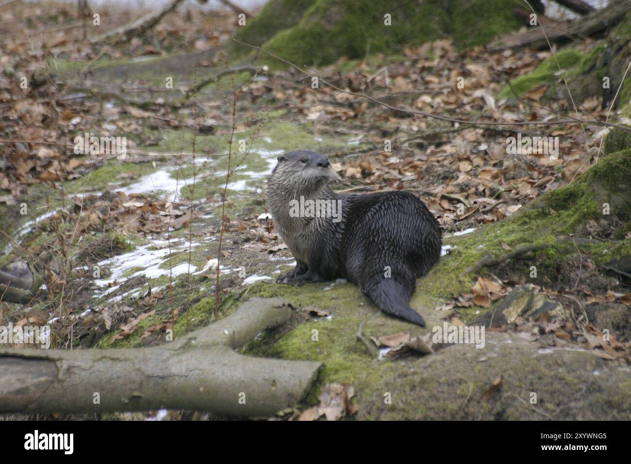 Otters land hi-res stock photography and images - Alamy