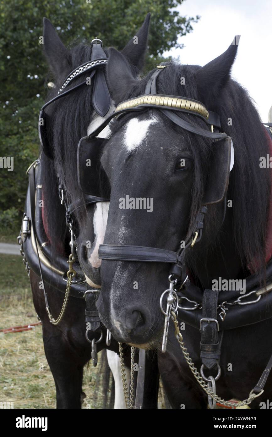 Shire horse breed draught horse hi-res stock photography and images - Alamy