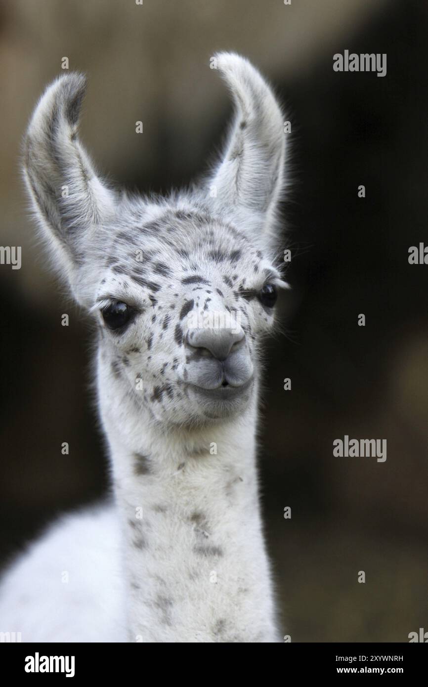 Lama spitting hi-res stock photography and images - Alamy