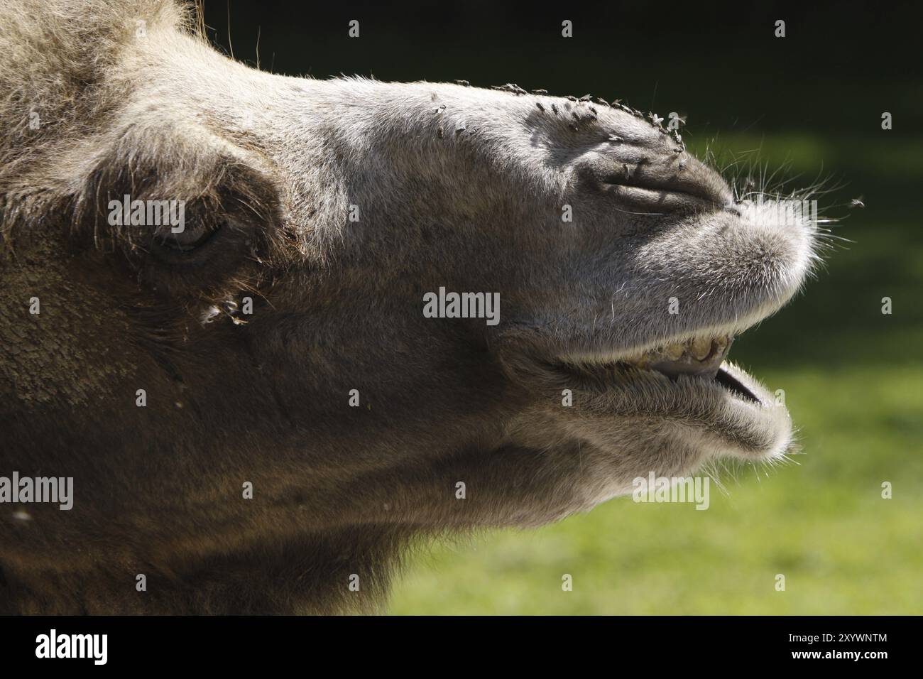 Bactrian camel with flies on its nose Stock Photo - Alamy