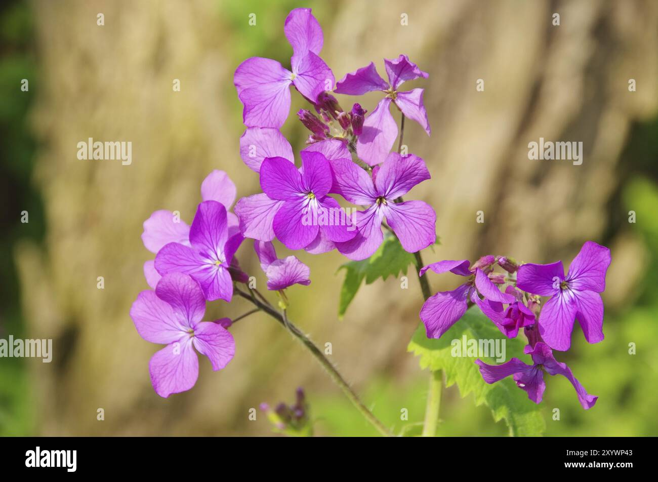 Variegated honesty hi-res stock photography and images - Alamy