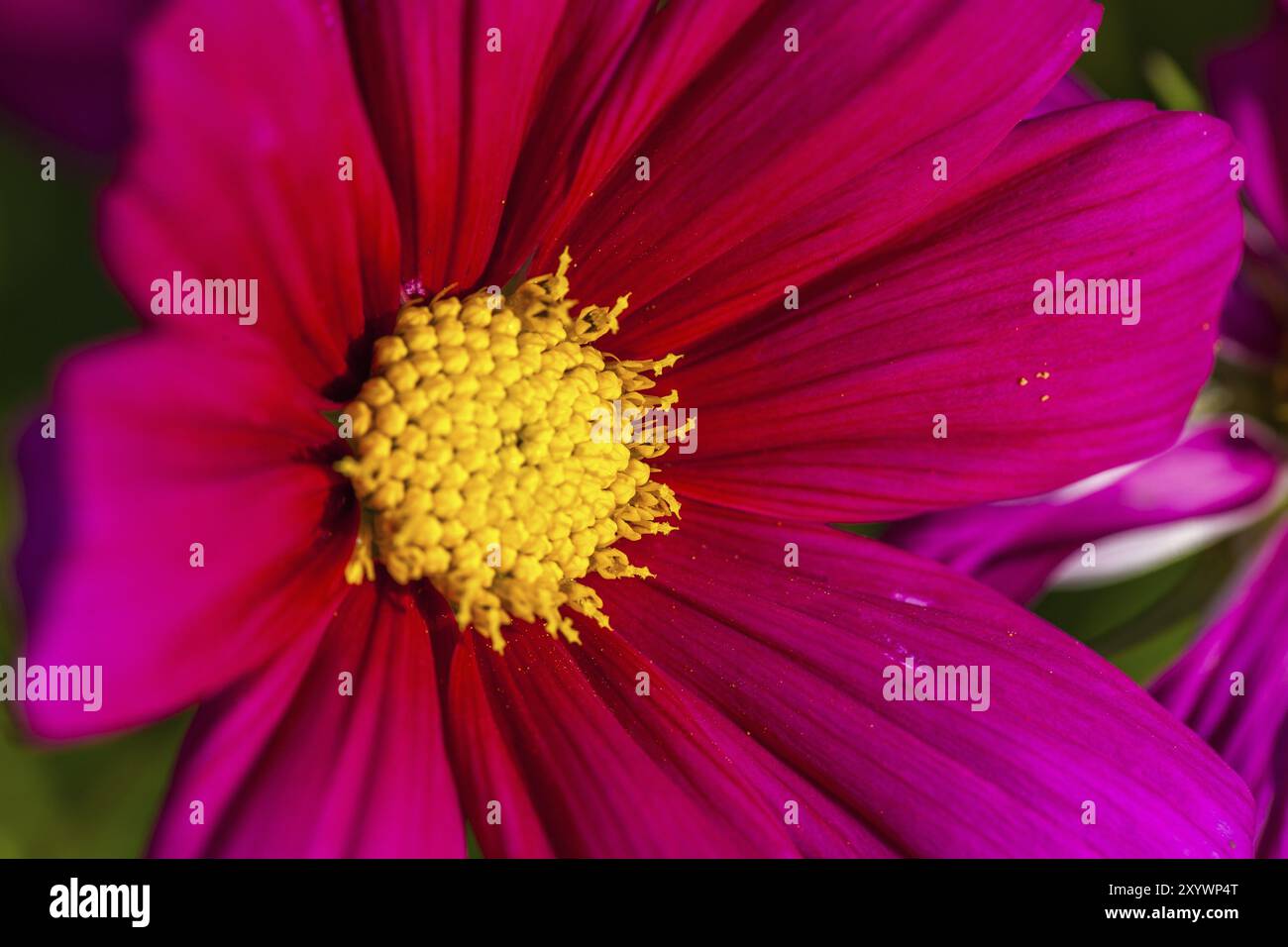 Bright pink flower in hi-res stock photography and images - Alamy