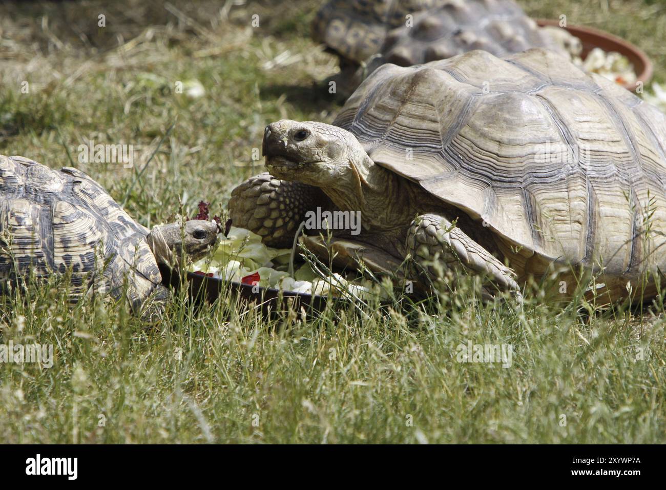 African spur thighed tortoises hi-res stock photography and images - Alamy