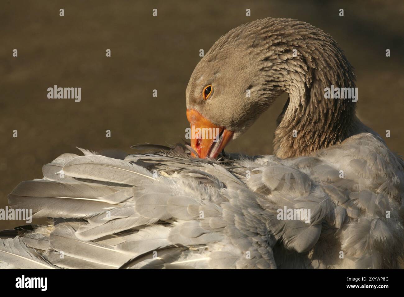 Poultry farming duck breeds hi-res stock photography and images - Alamy