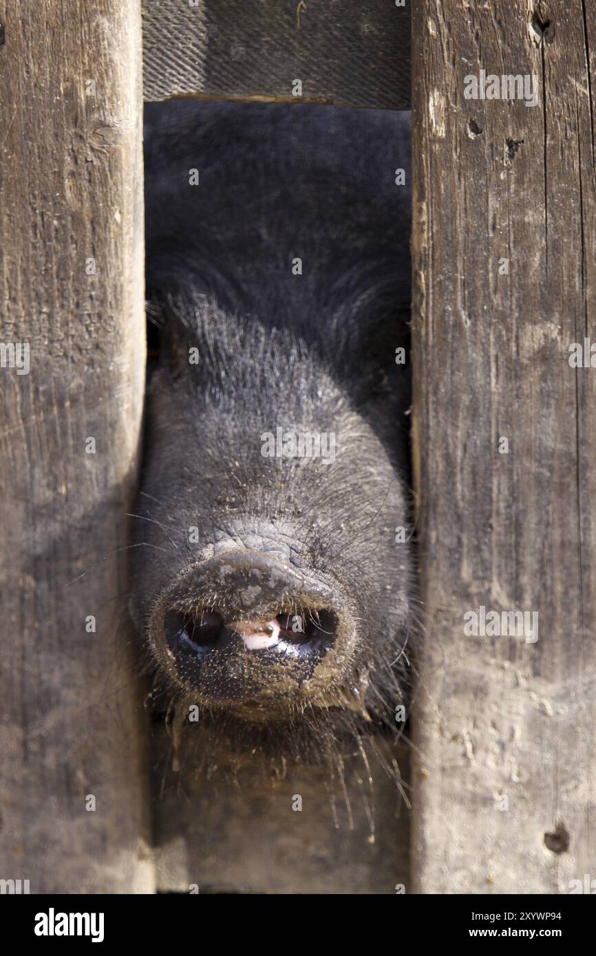 Pig snout looks through a fence Stock Photo - Alamy