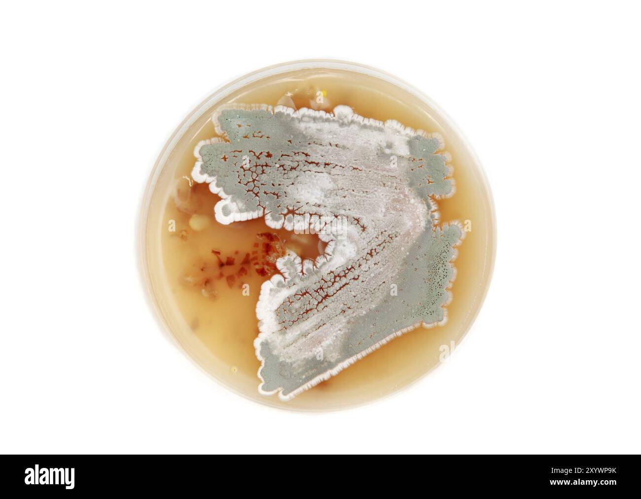 Streptomyces microorganisms on laboratory agar plate over white Stock Photo - Alamy