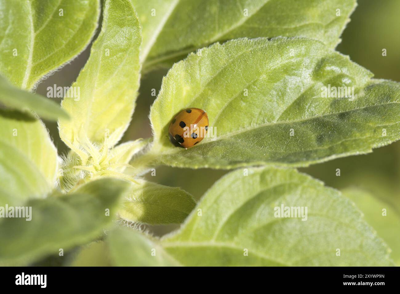 Cute little ladybug on green leaves outdoors Stock Photo - Alamy
