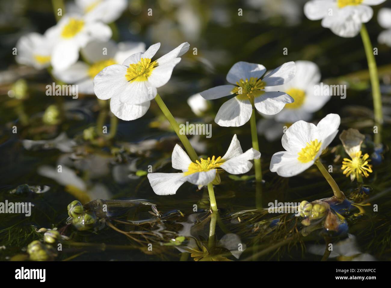 Common water-crowfoot in the Spree. Ranunculus aquatilis (common water ...