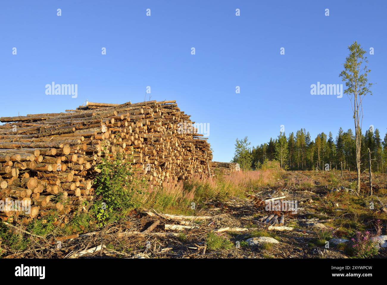 Stacks freshly cut logs hi-res stock photography and images - Alamy