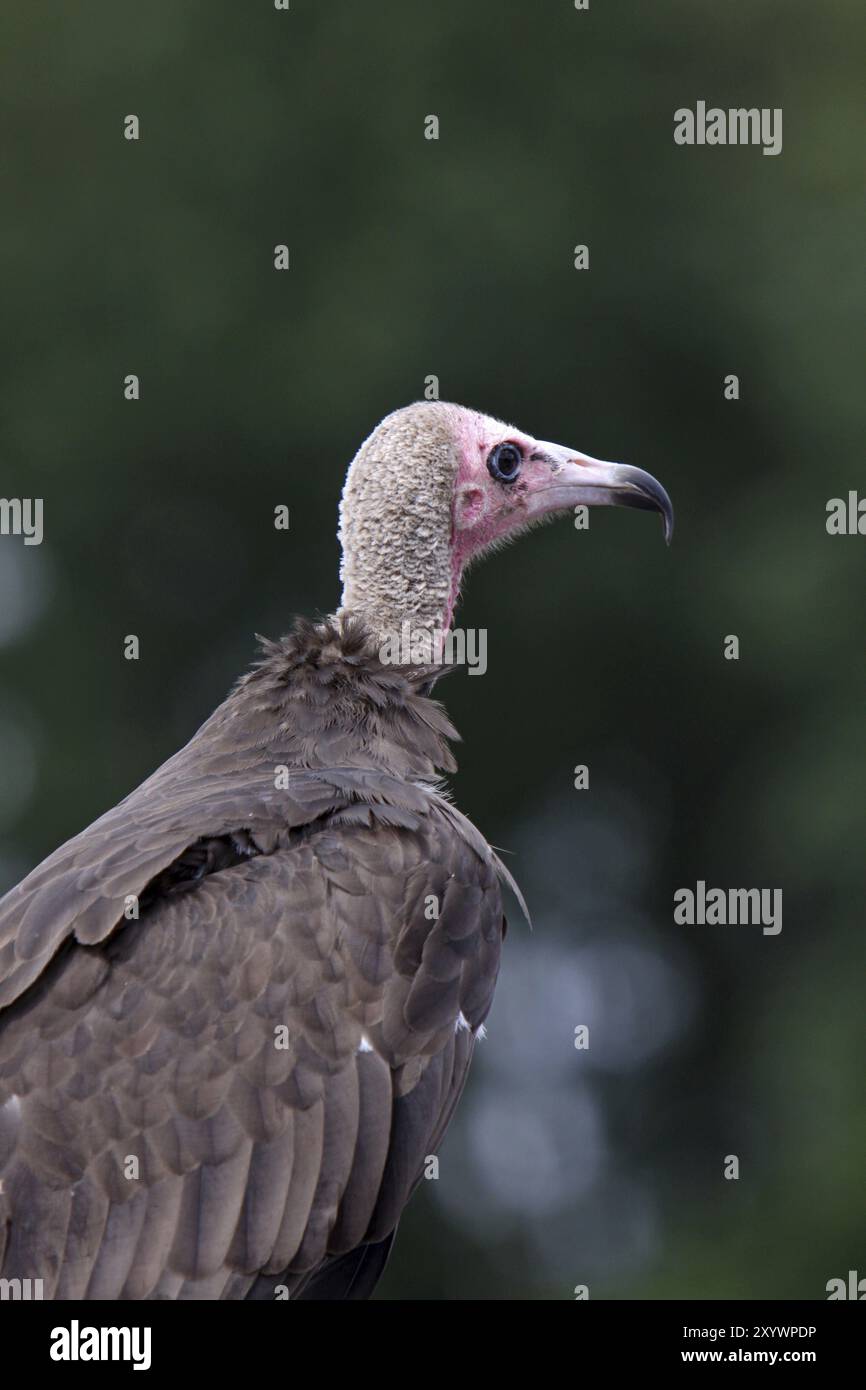 Woolly birds hi-res stock photography and images - Alamy