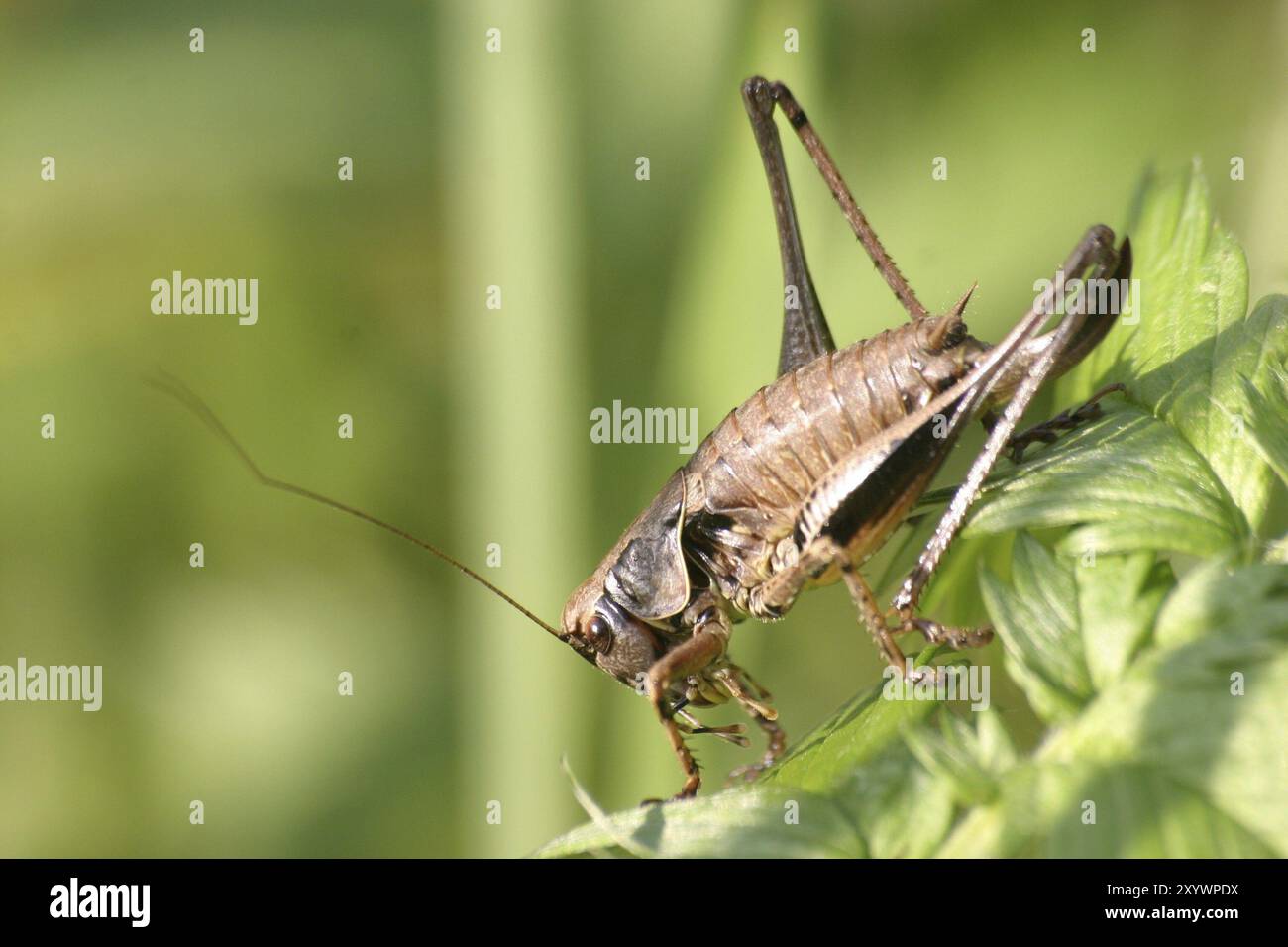 Common bush cricket Stock Photo - Alamy