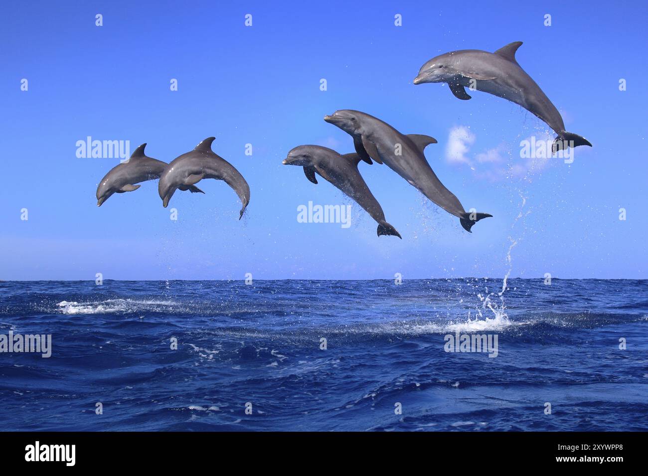 Dolphin, Bottlenose dolphin, Tursiops truncatus, adult, group, jumping, montage, digital ...