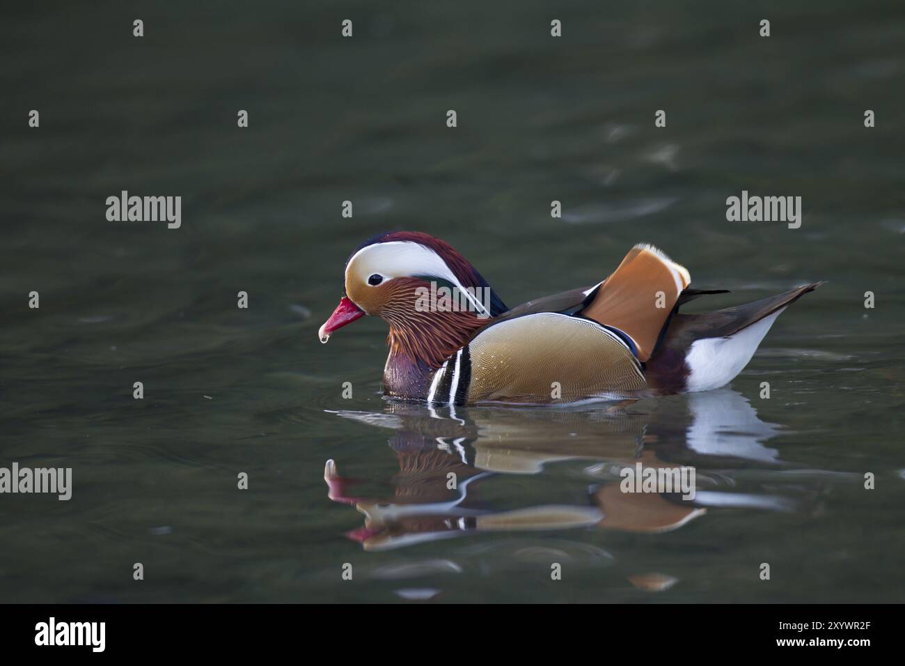 Mandarin duck, male, Aix galericulata, mandarin duck, male Stock Photo ...