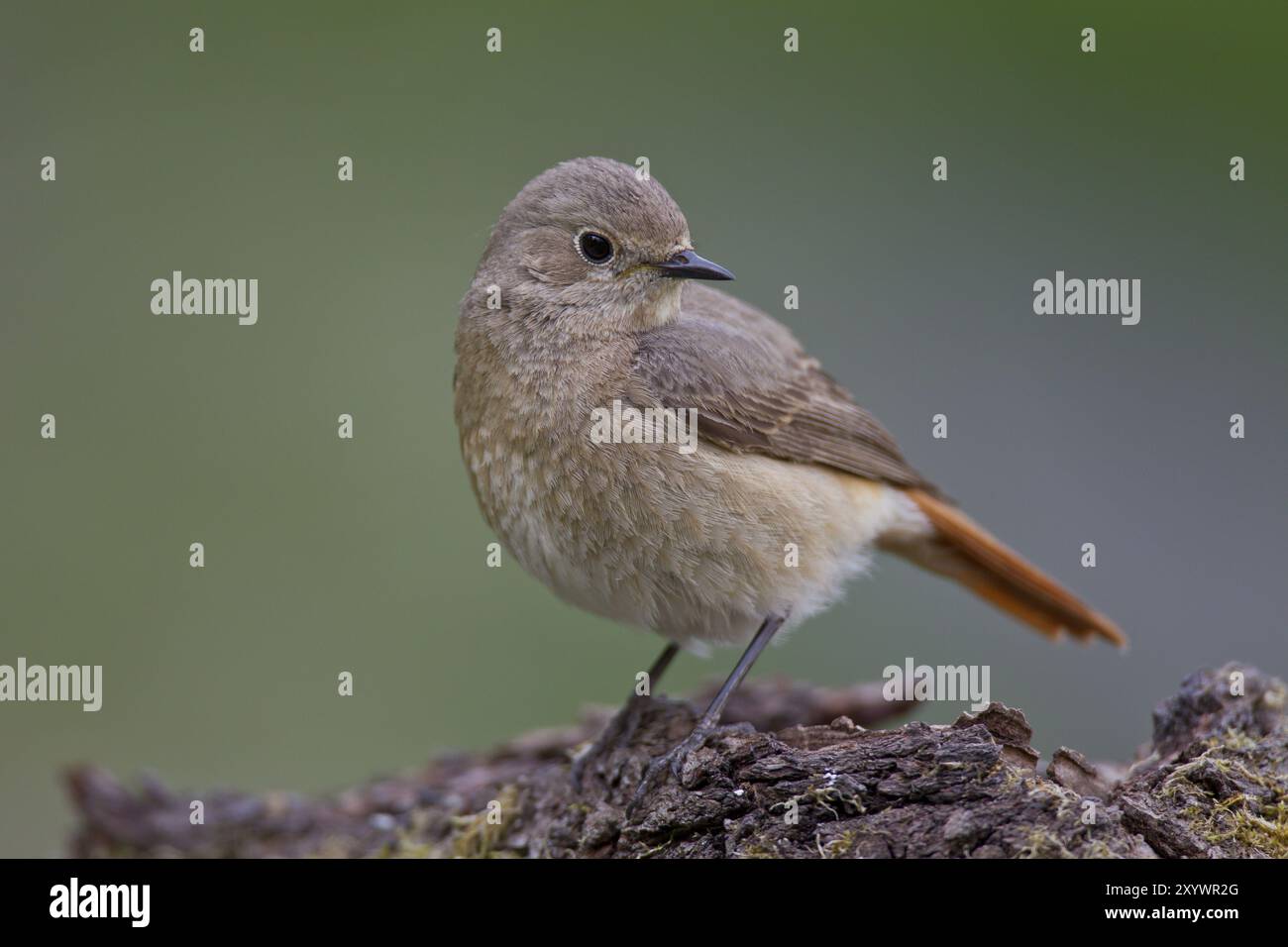Common redstart, female, Phoenicurus phoenicurus, common redstart ...