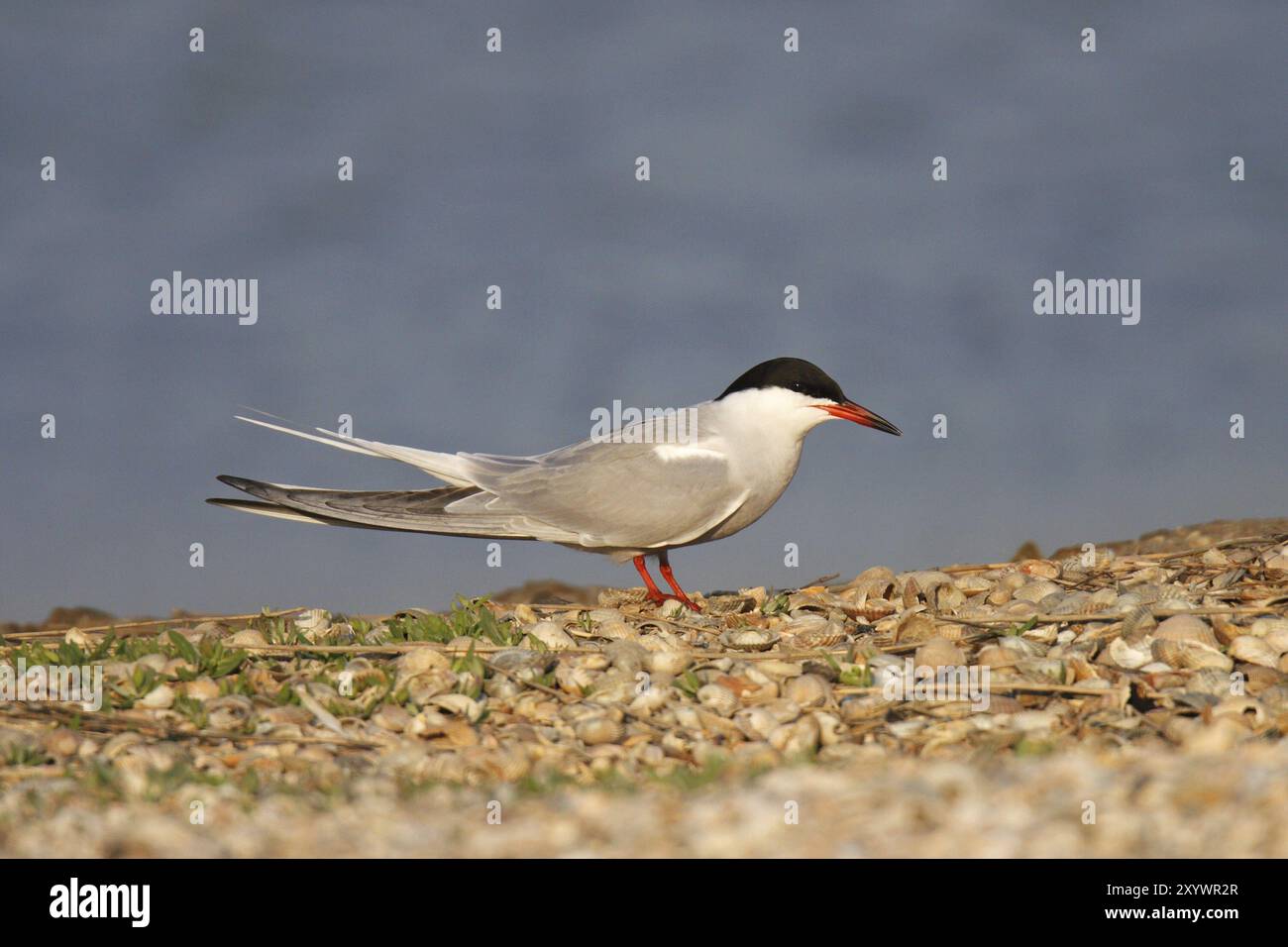 Common Tern, Sterna hirundo, common tern Stock Photo - Alamy