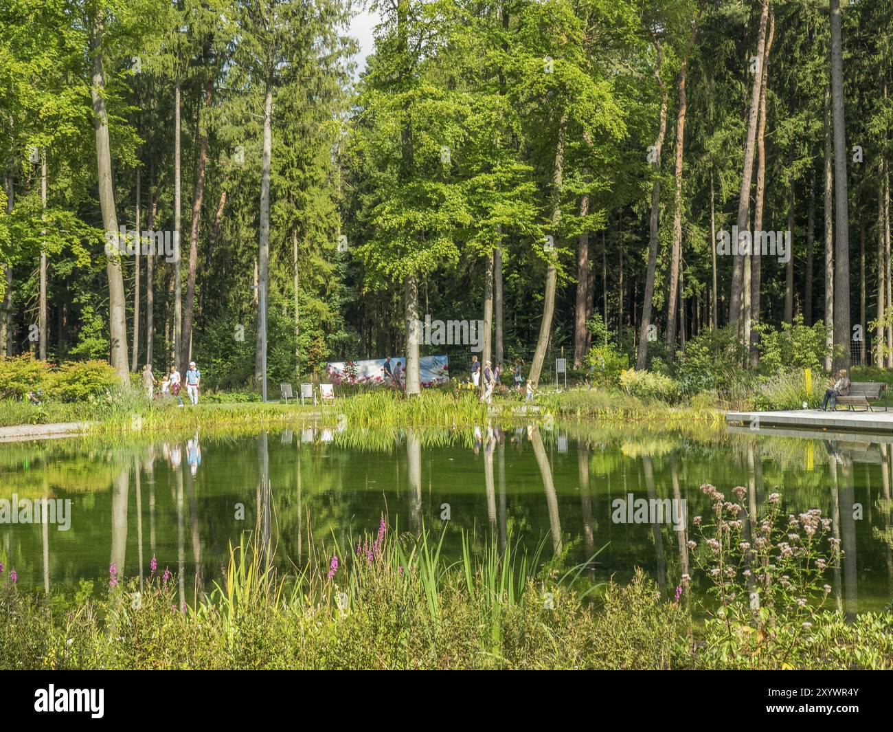 A quiet pond in a dense forest with tree reflections on the water ...