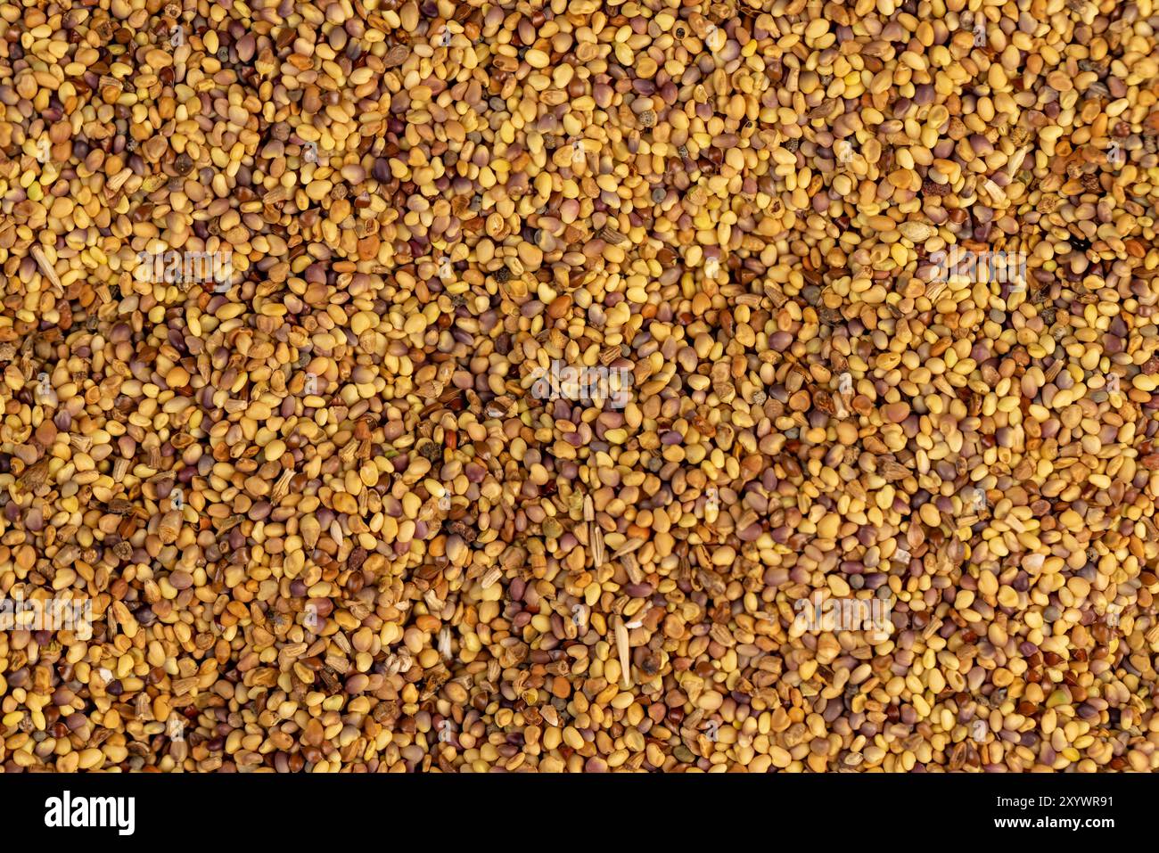 clover seeds for growing in fields, clover seeds for landscaping or ...