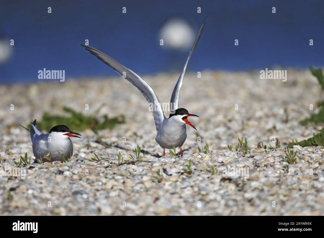Common Tern, Sterna hirundo, common tern Stock Photo - Alamy
