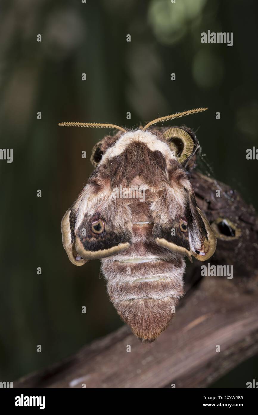 Saturnia pyri, giant peacock moth, female Stock Photo - Alamy