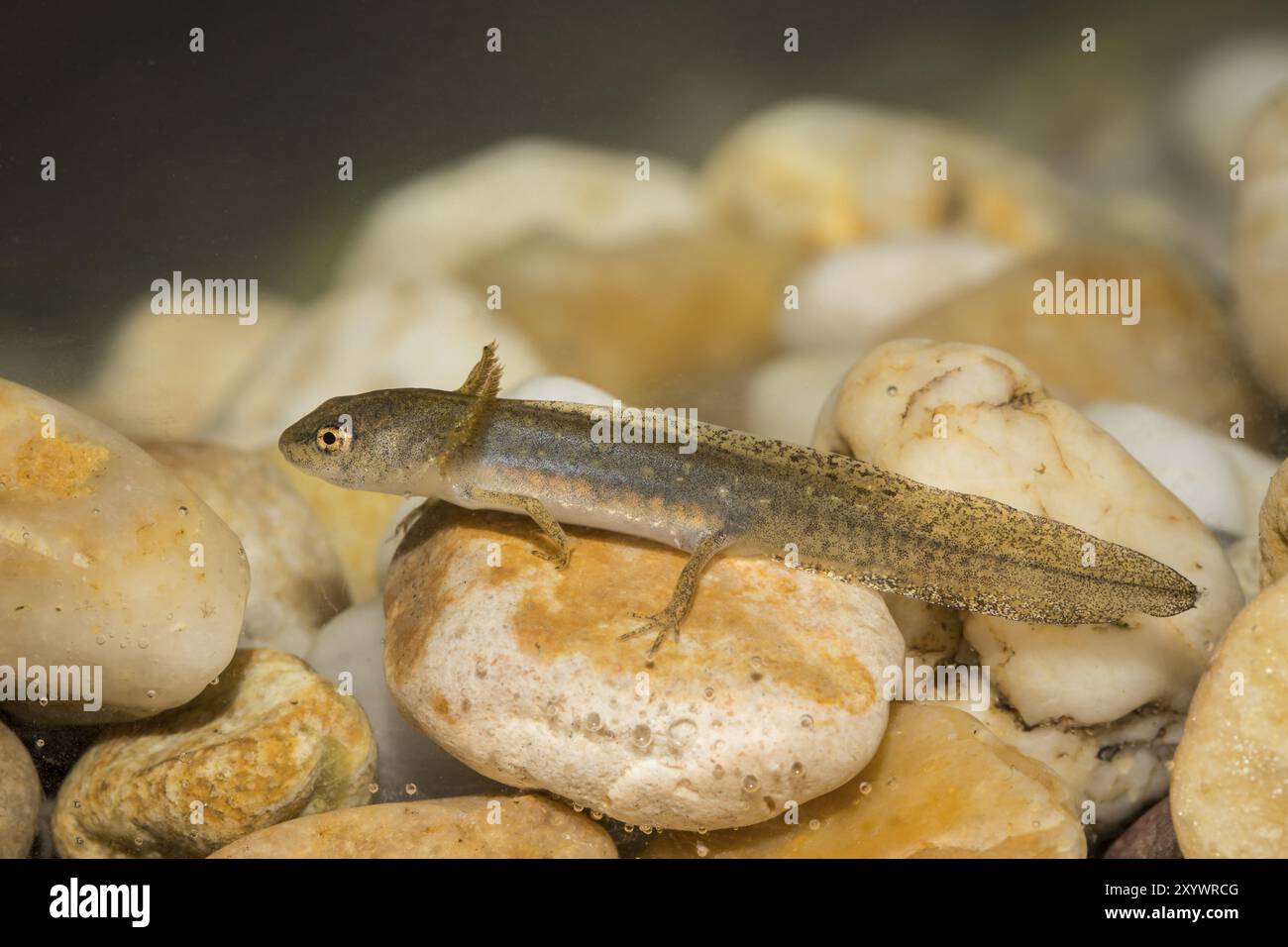 Pond newt larva, Lissotriton vulgaris, smooth newt Stock Photo - Alamy