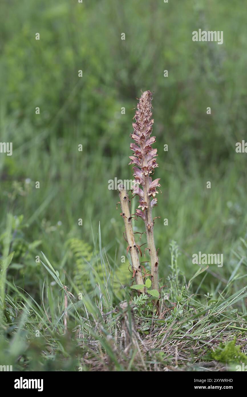 Greater broomrape (Orobanche rapum-genistae), a subspecies of the ...