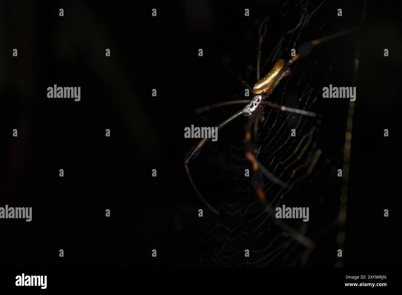 Creepy night shot, Golden silk spider (Trichonephila clavipes) spider ...