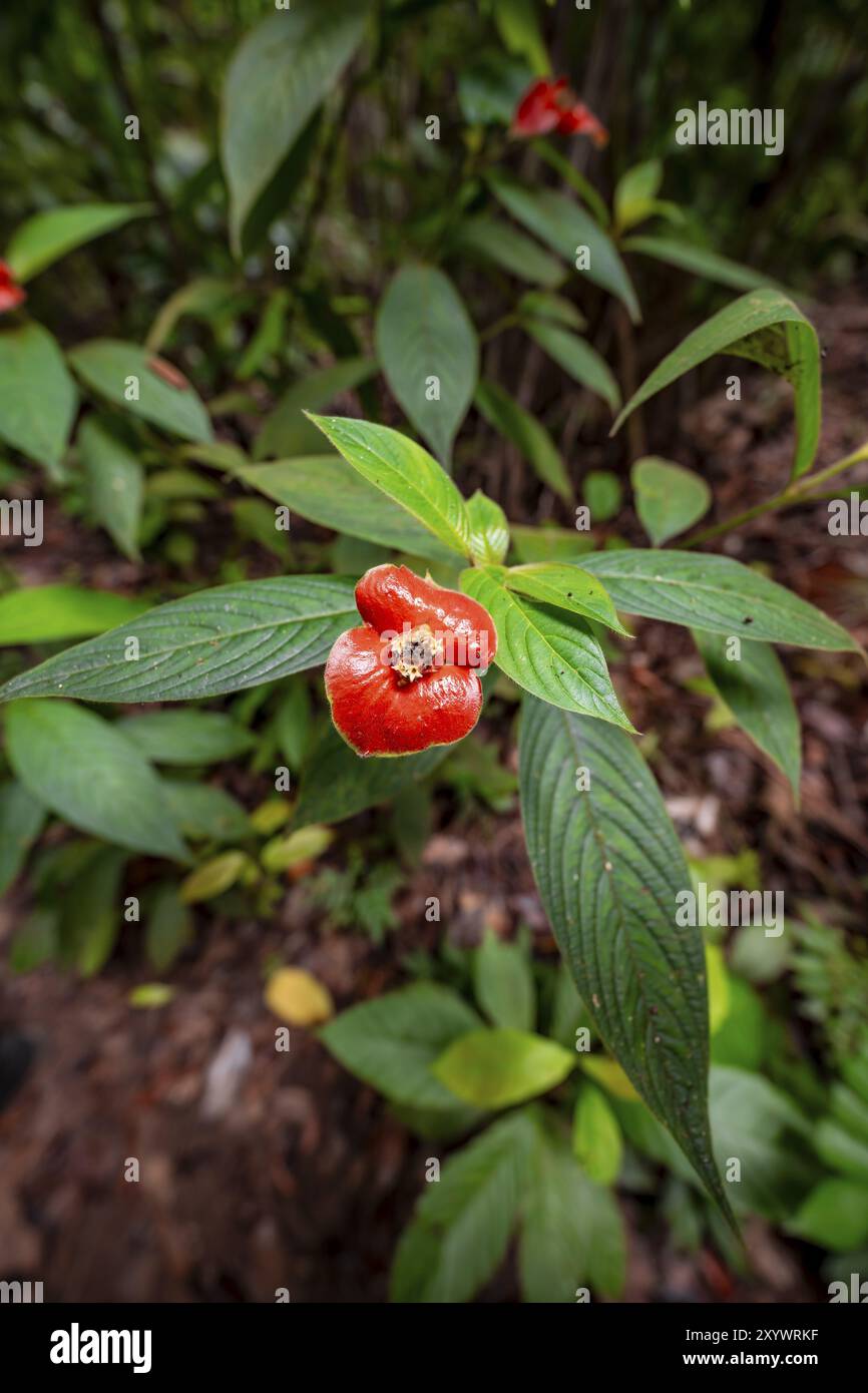 Kissing mouth plant (Palicourea elata), formerly (Psychotria elata ...