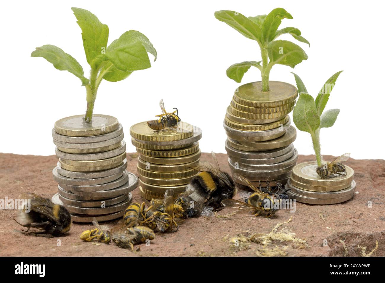 Small plants grow from stacked money coins on a sandstone with dead ...