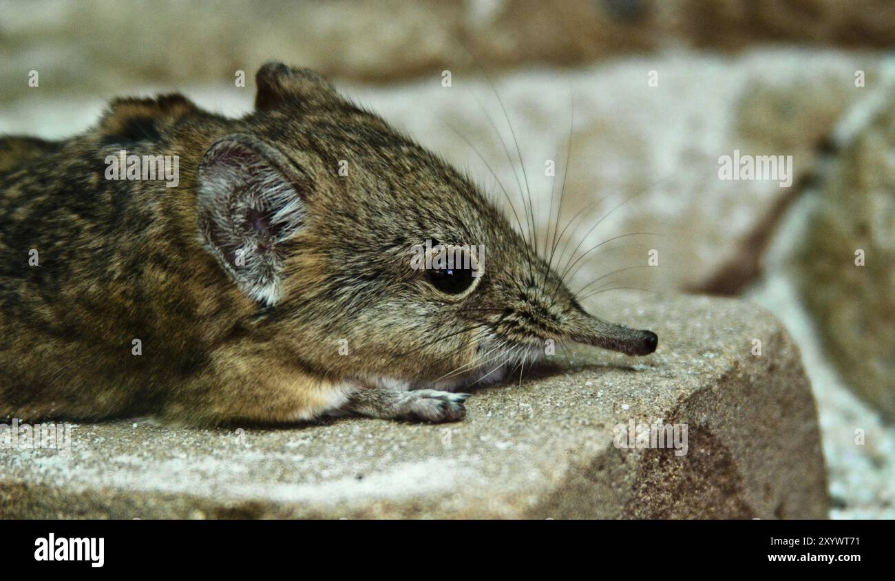 Short-eared elephant shrew, habitat Namibia, southern Botswana and ...