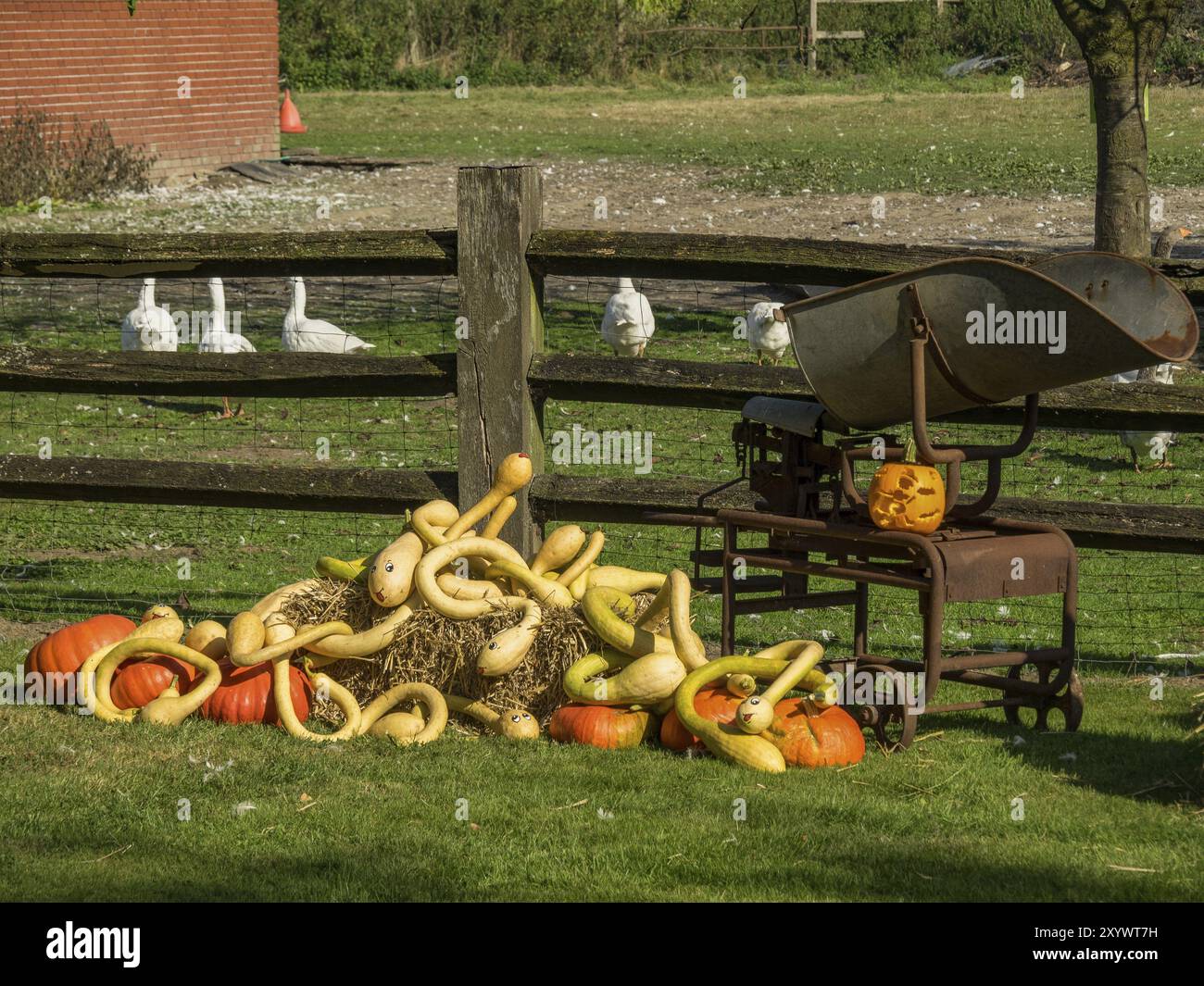 A collection of pumpkins and gourds next to an old scale in front of a ...