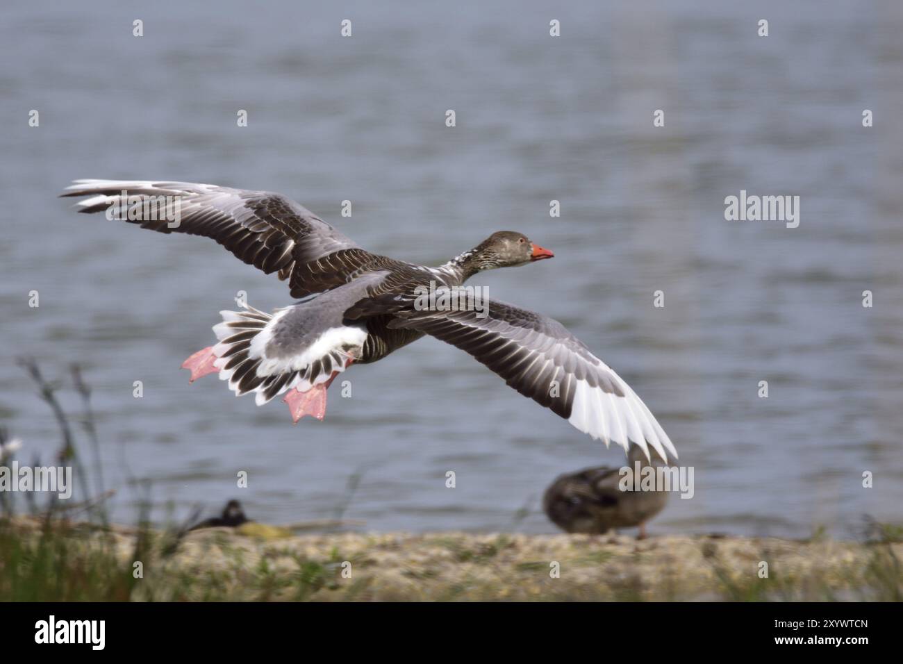 Hybrids goose hi-res stock photography and images - Alamy