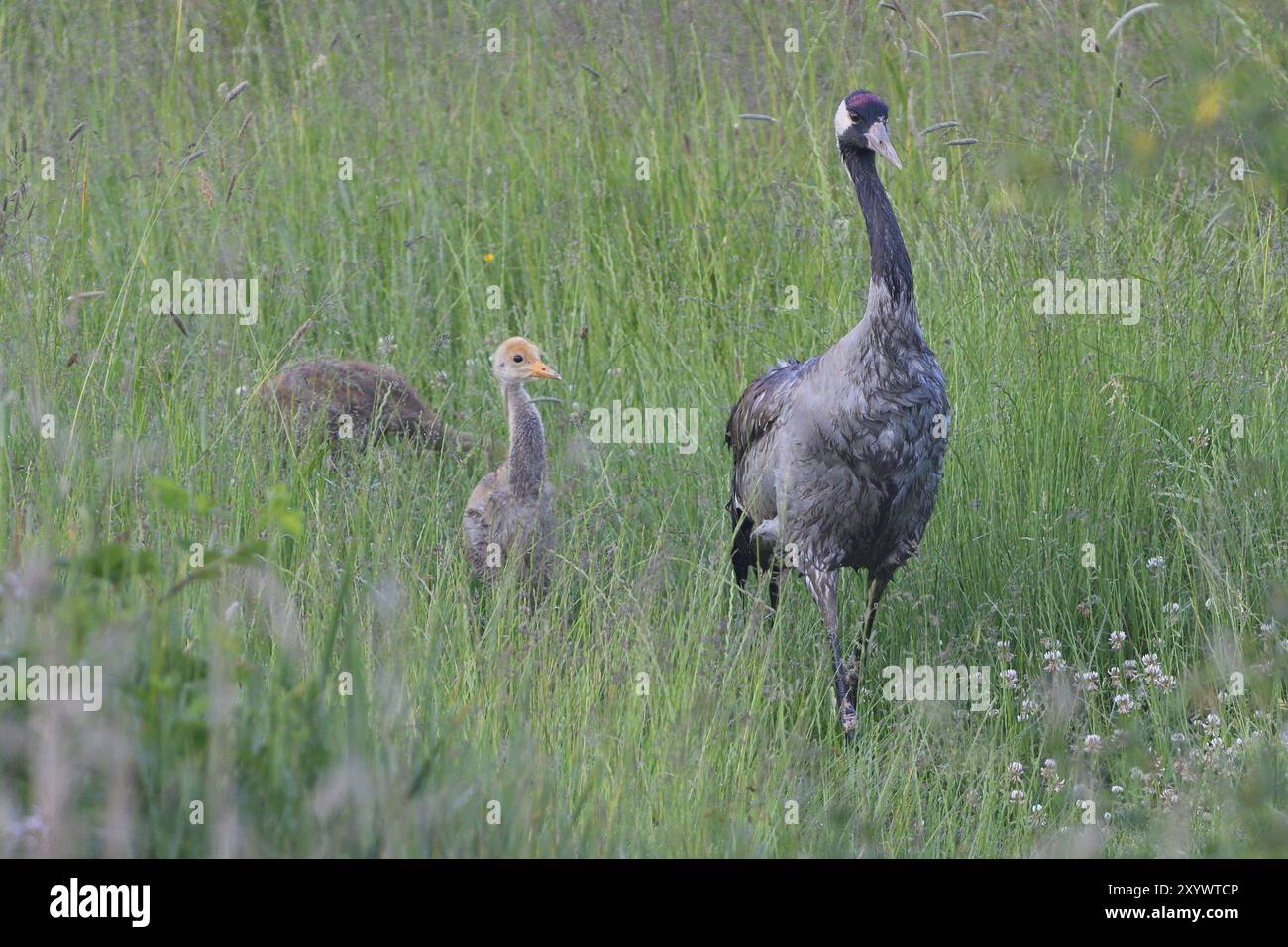 Common Crane family in a meadow Stock Photo - Alamy