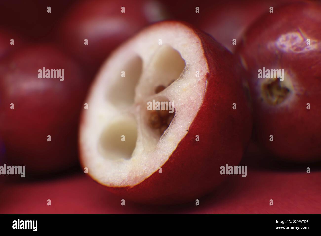 Macro of a cranberry cut in half, revealing a white interior with red ...