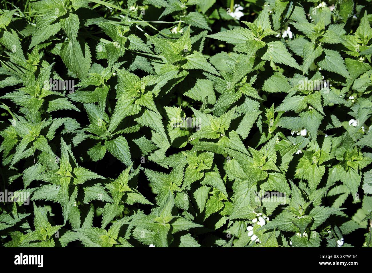 Plants with pointed leaves hi-res stock photography and images - Alamy