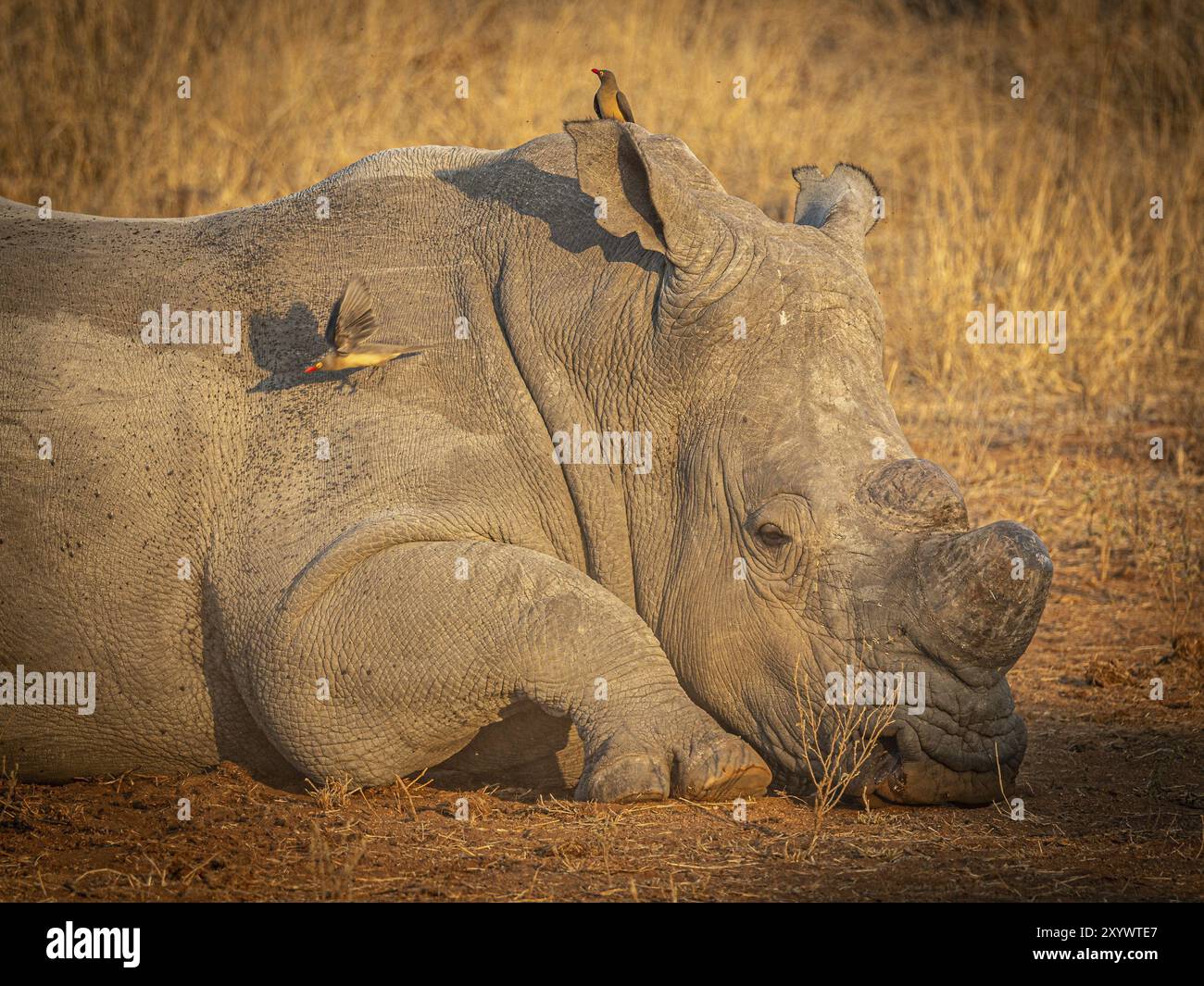 Reclining white rhinoceros (Ceratotherium simum) with sawed-off horn ...