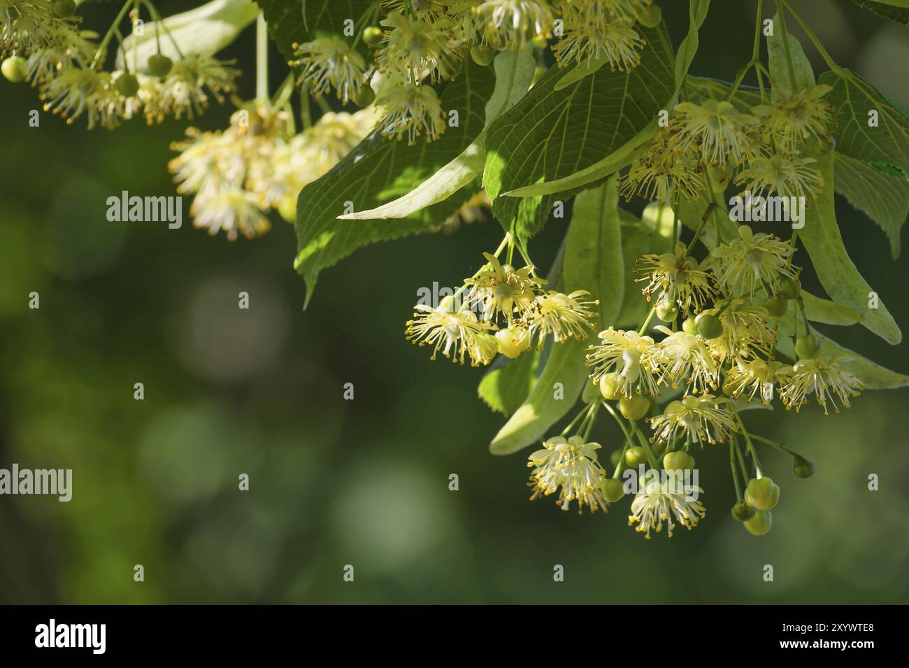 Linden tree branch prominently displaying both leaves and flowers the ...
