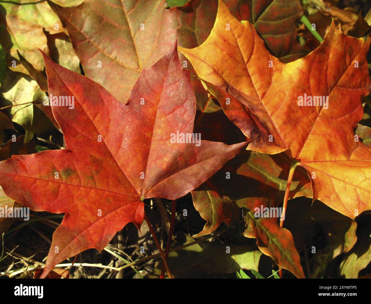 Beautiful colored fall leaves, autumn background Stock Photo - Alamy