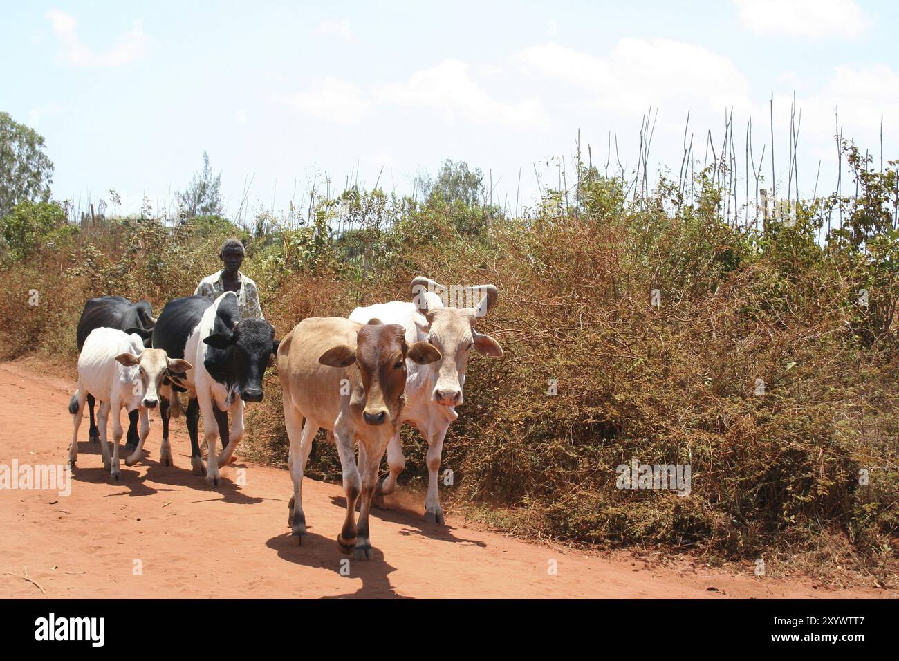 Herd of cows in the Kenyan bush Stock Photo - Alamy