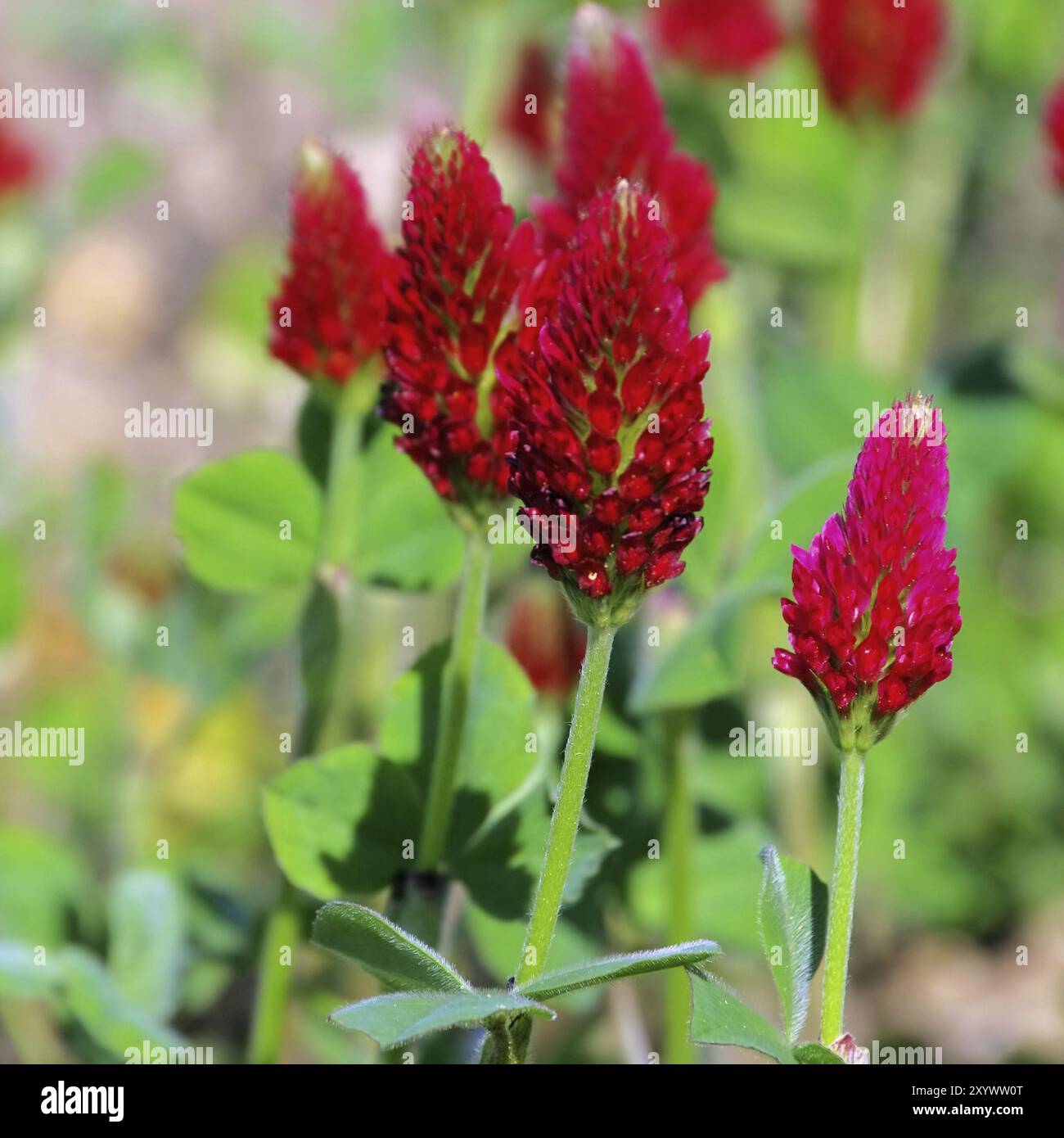 Italian clover 02 Stock Photo - Alamy