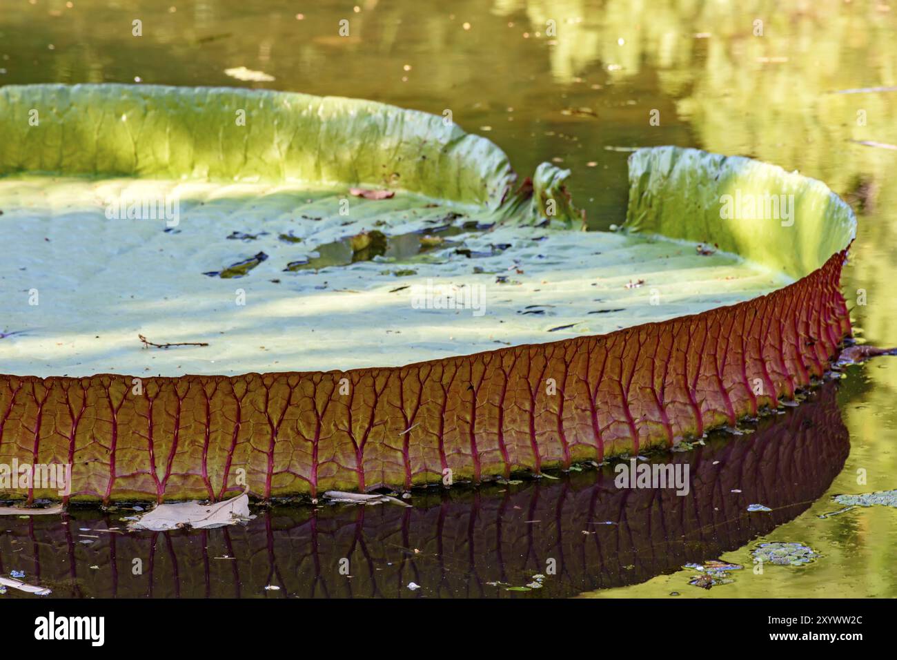 Victoria amazonica nymphaea victoria hi-res stock photography and ...