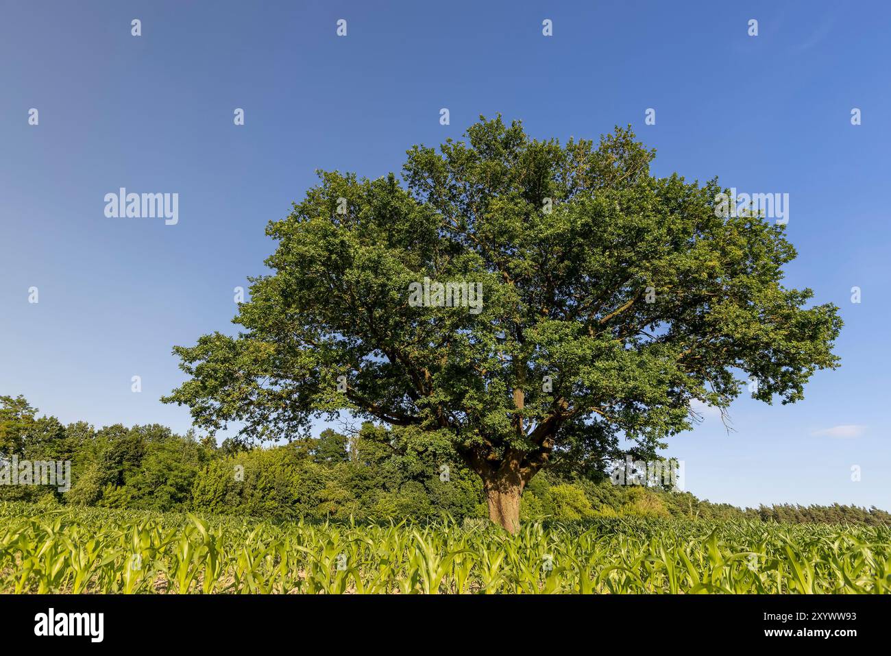 one old oak tree in the summer in a field, a green oak in green corn on ...
