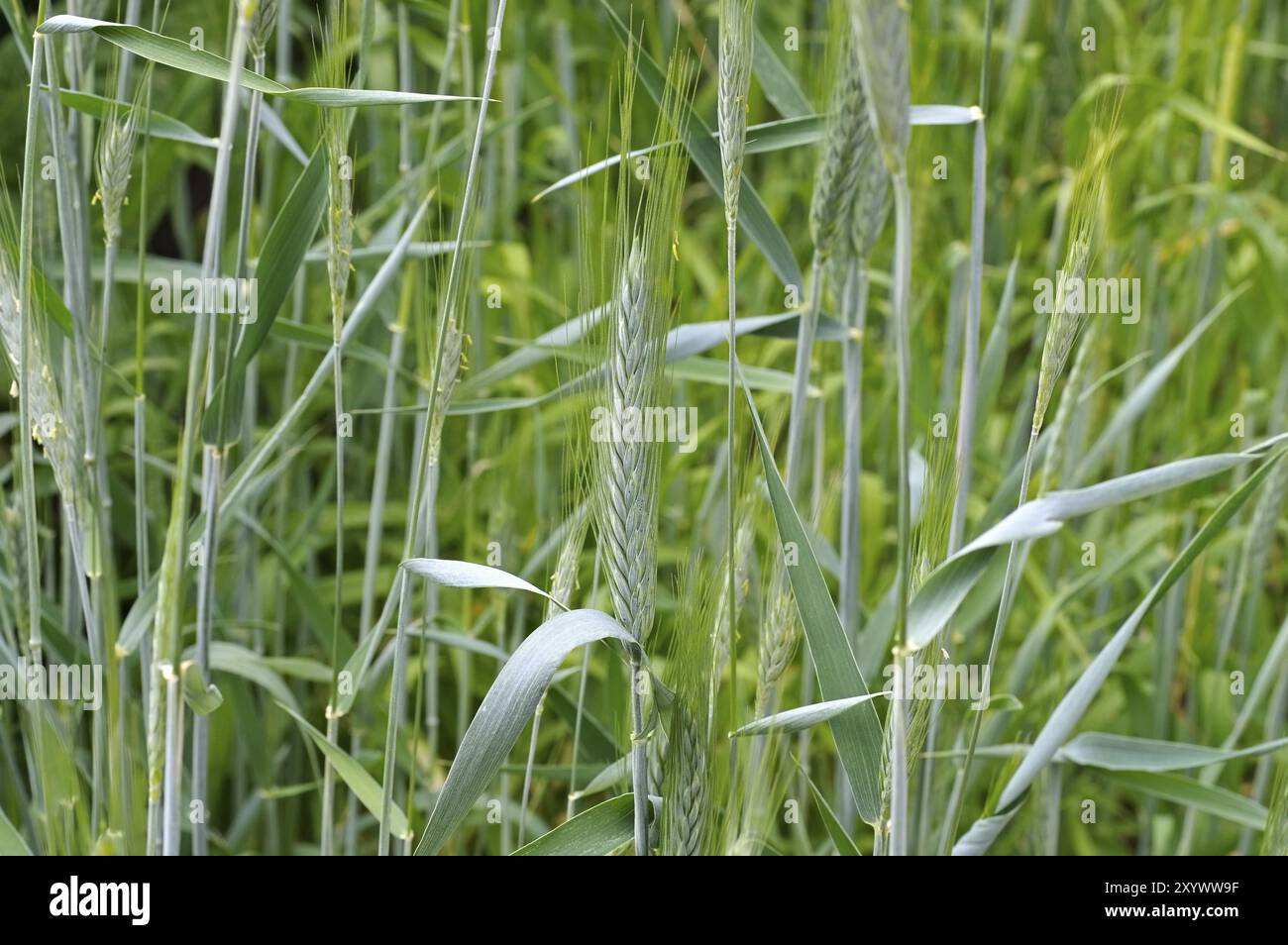 Triticale ears, view Triticale crop in green Stock Photo - Alamy